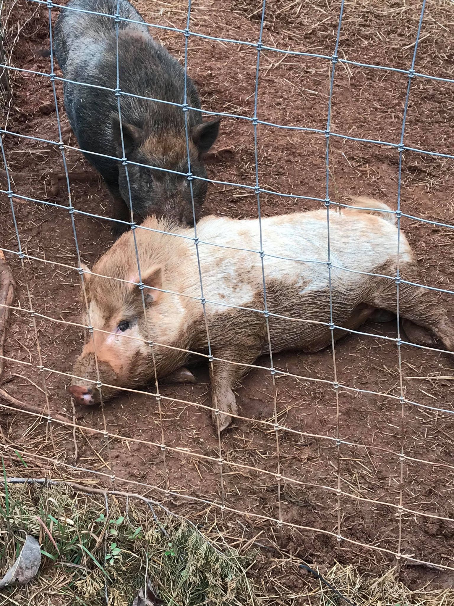 Butterfly Field Farm - Destination Bedford